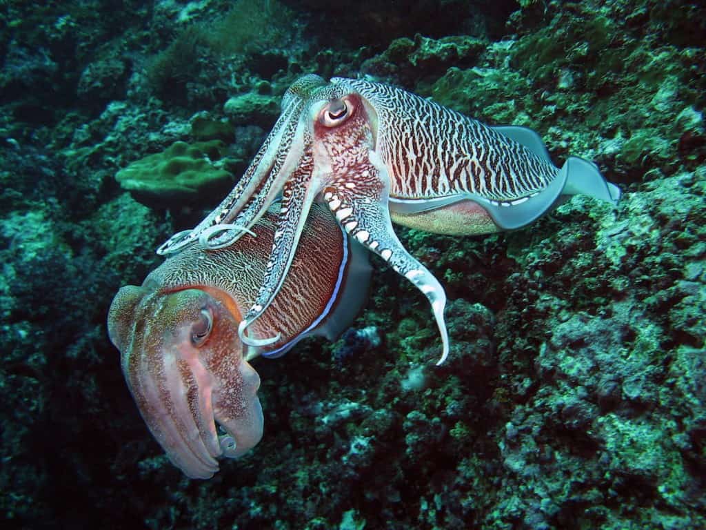 Liveaboard Diving Guide to the Indian Ocean • The Adventure Junkies