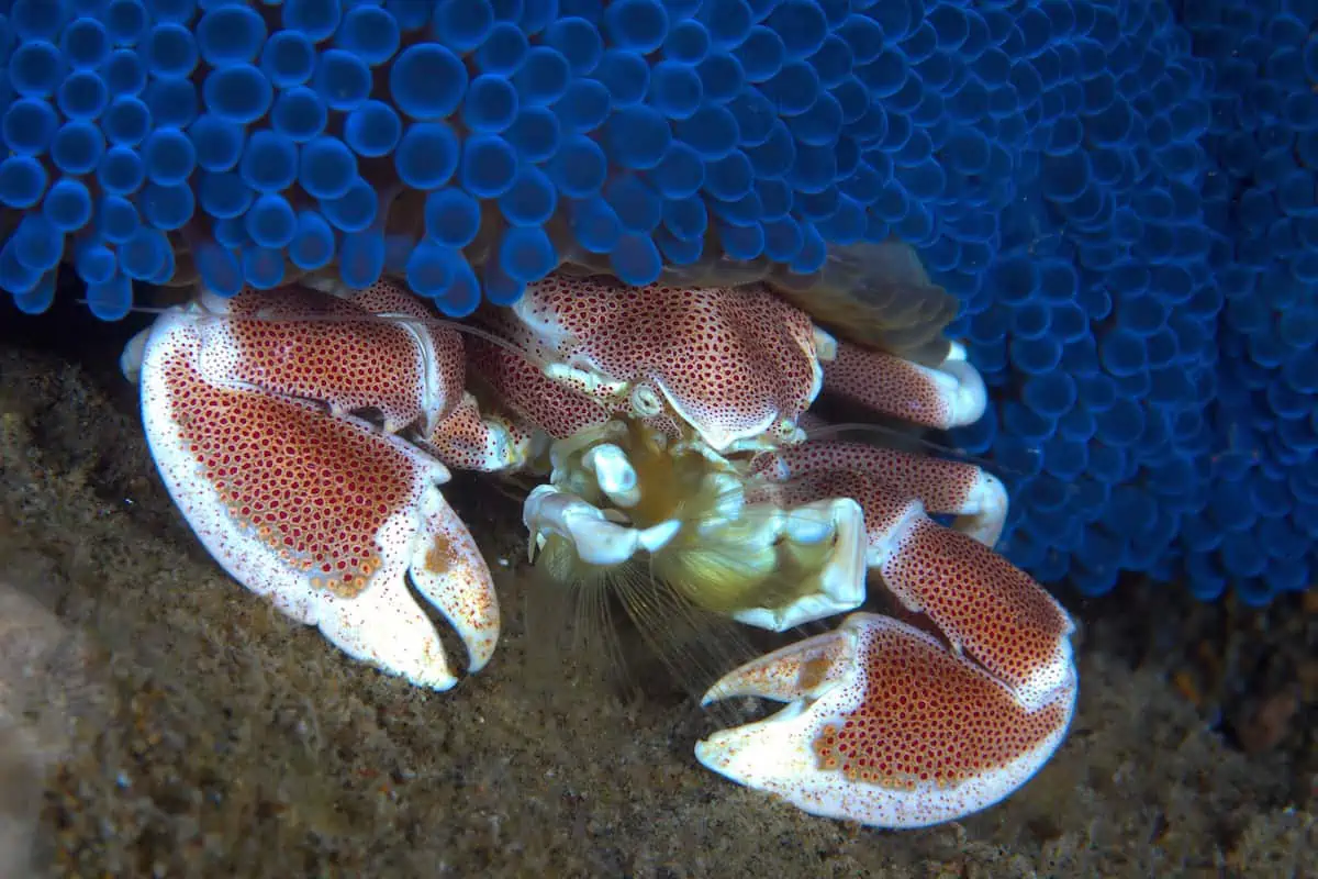 The 10 Best Macro Diving Spots in the World • The Adventure Junkies