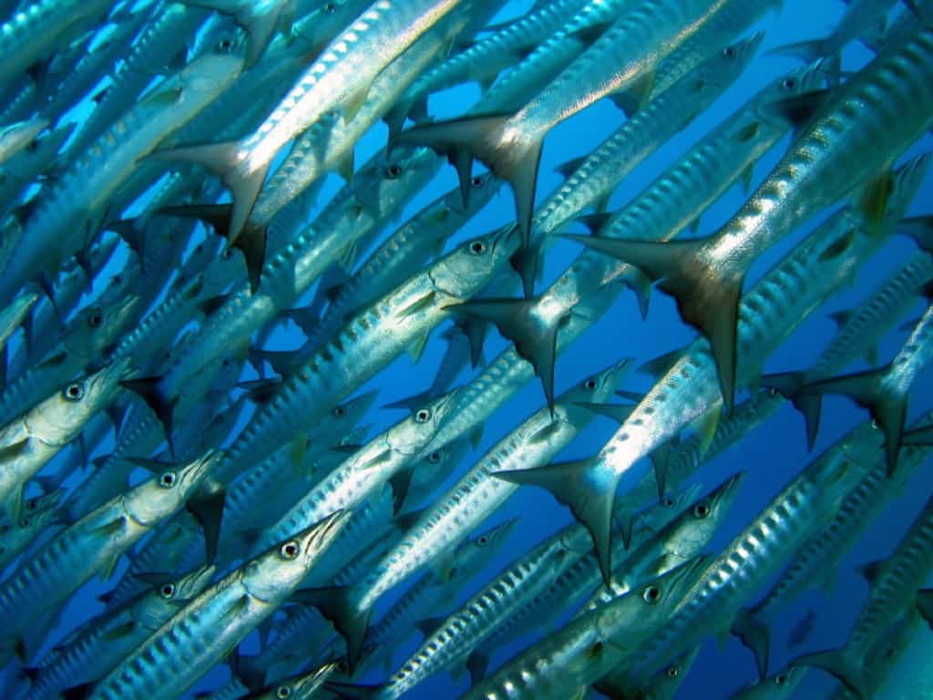 The Top 10 Best Dive Sites in Asia • The Adventure Junkies