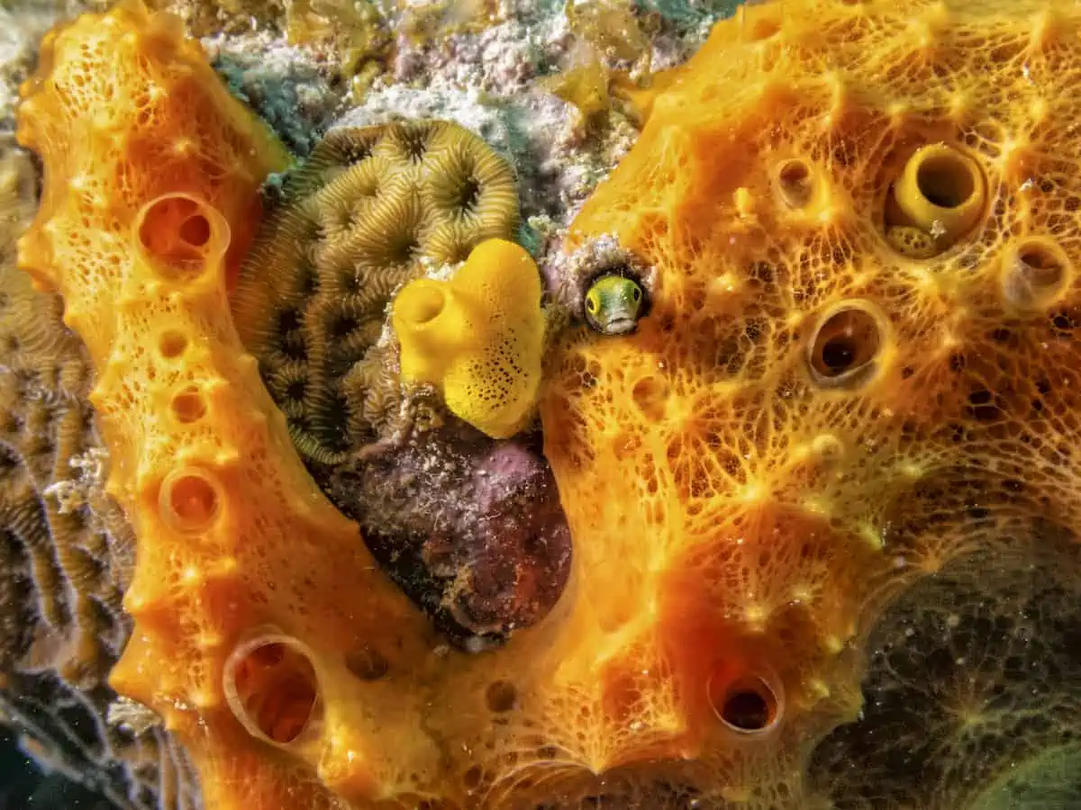 The 10 Best Macro Diving Spots in the World • The Adventure Junkies